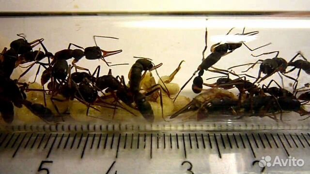 Harpegnathos venator целая колония