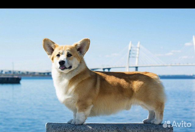 Вельш-корги вязка за щенка