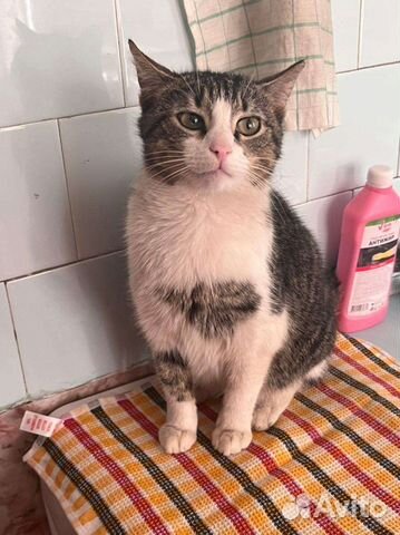 Кошка