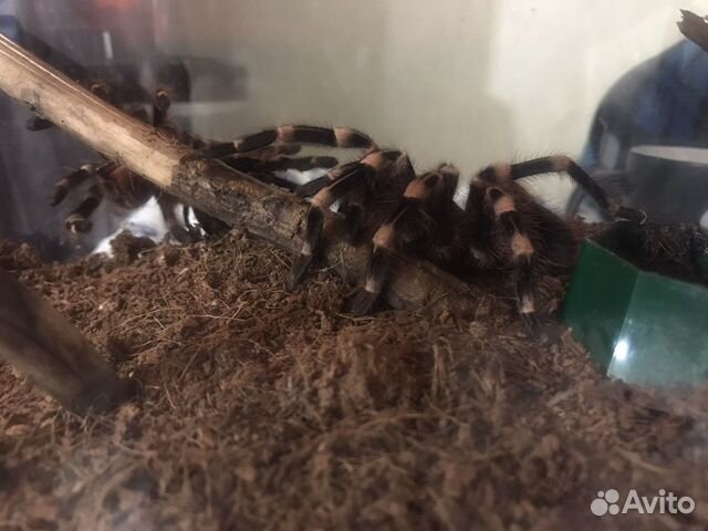 Паук Acanthoscurria geniculata