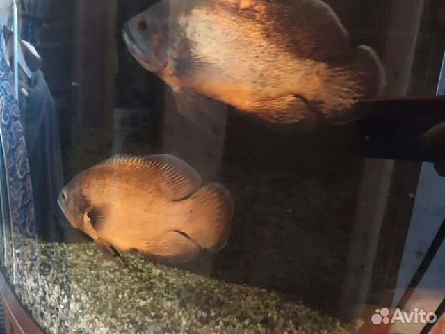 Продам рыбки Астронотусы