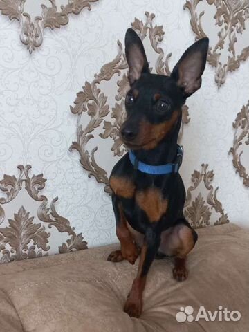 Вязка цвергпинчер