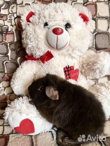 Морские свинки, мальчики