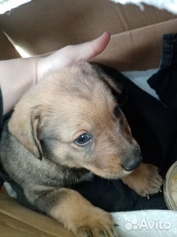 Щенок, мальчик,ущу кому отдать в добрые руки