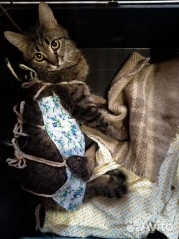 Кошка в дар бесплатно