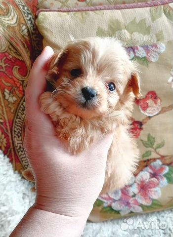 Мальтипу Ф1 Микро мальчик
