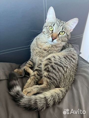 Крупный котенок в добрые руки