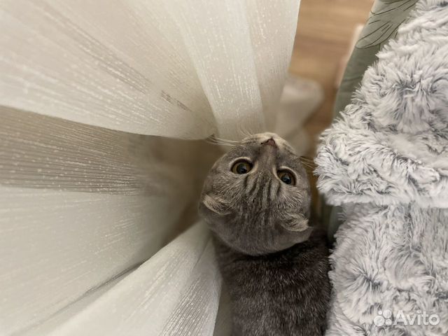 Шотландская кошка бесплатно
