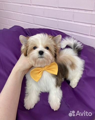 Йорк мини мальчик бэби фейс кукольный