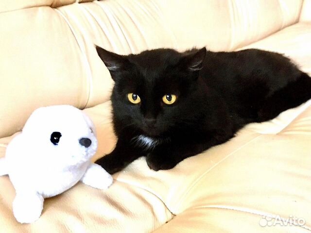 Кошечка Ночка 1 год