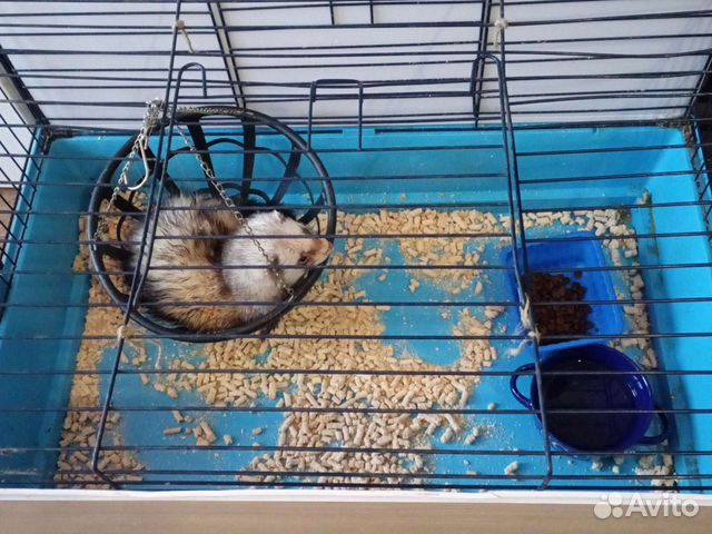 Хорек с клеткой