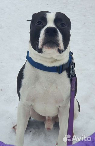 Кобель для вязки стафф