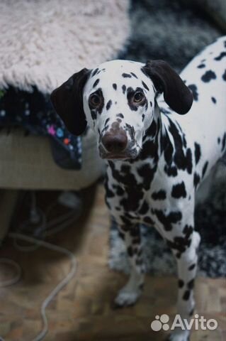 Далматин вязка