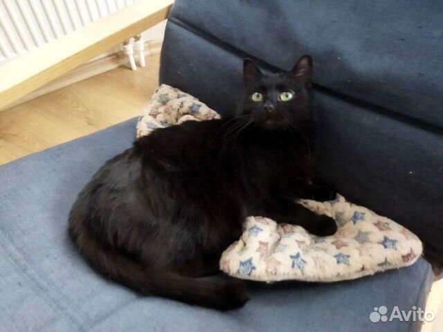 Кошка/кот/котенок Дуся