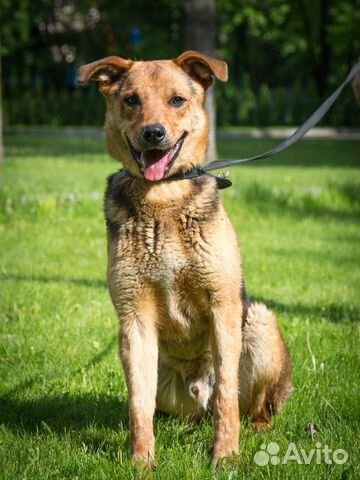 Собака в добрые руки