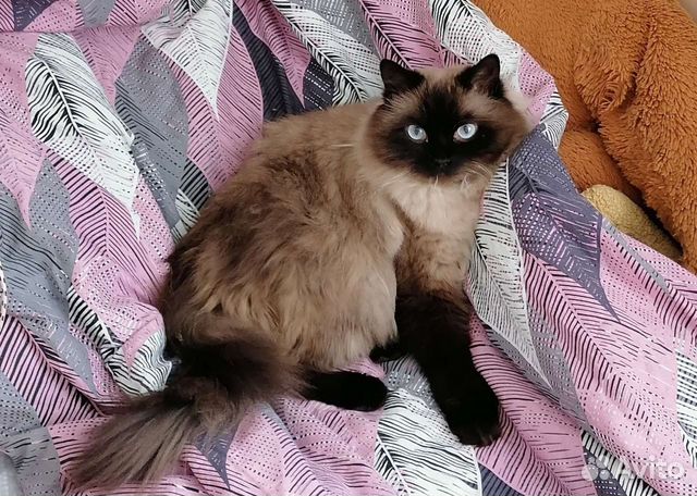 Гималайская кошка