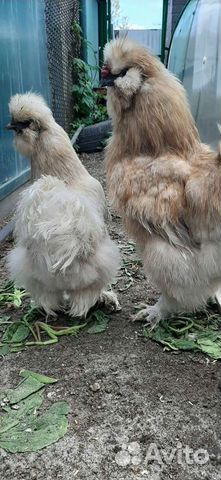 Куры