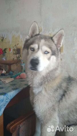 Найден кобель Хаски