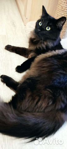 Кошечка в добрые руки