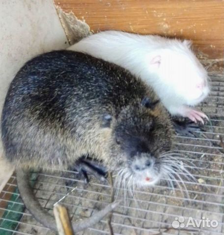 Нутрии на племя