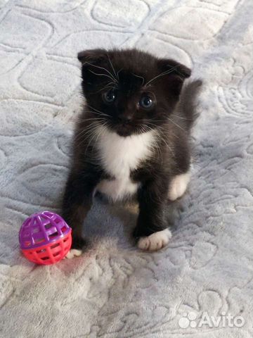 Котик