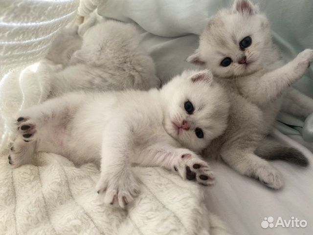 Котята серебристая шиншилла