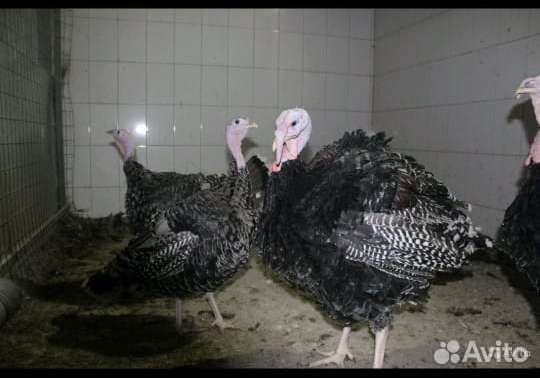 Индюки бронза 708