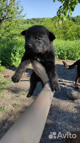 Мама овчарка папа дворняжка