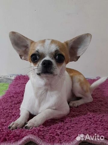 Тайская девчуля(мышка)