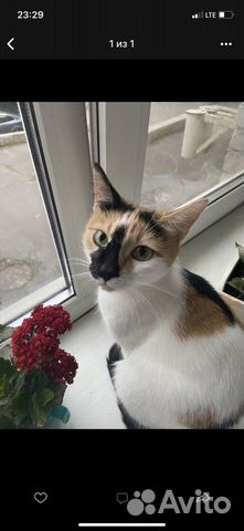 Кошка-Кьяра,прочитайте описание