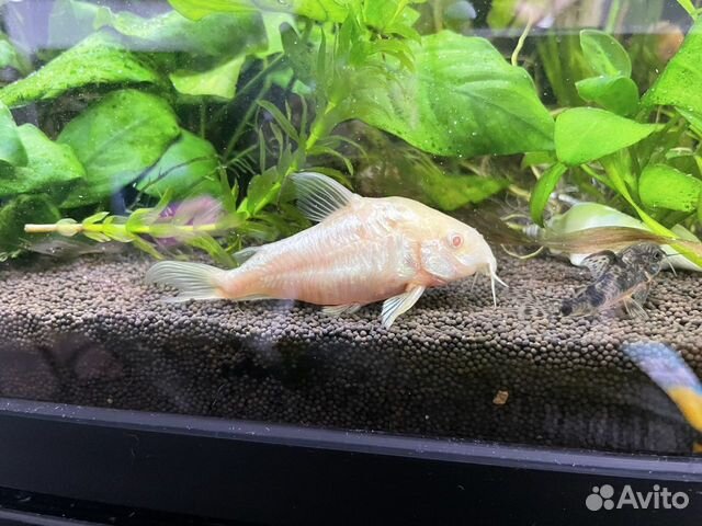 Коридорас альбинос/золотой и крапчатый