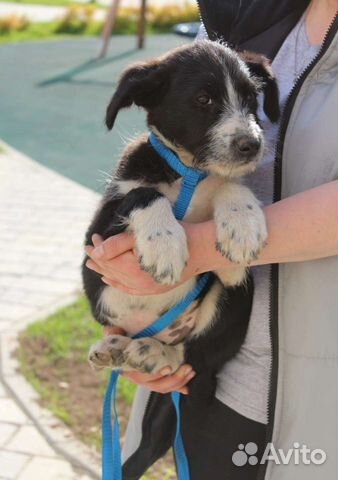 Мышка ищет семью