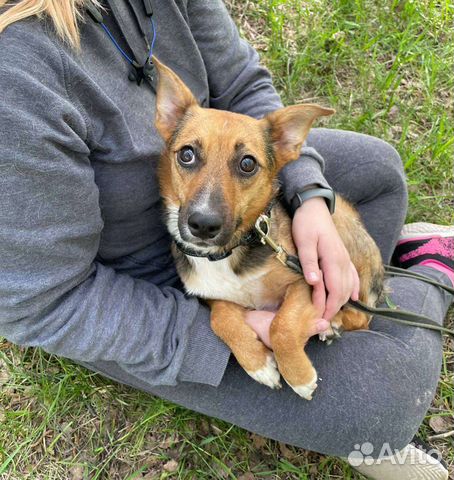 Собаку из приюта предали