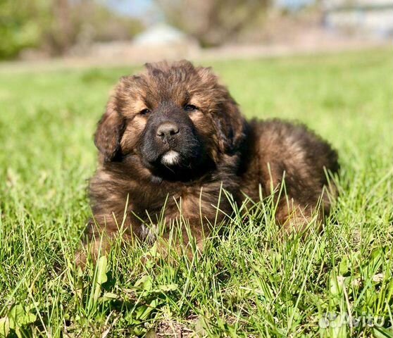 Тибетский мастиф щенки