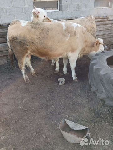 Телка симментал чистопородный