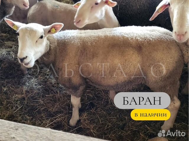 Тексель Немецкая селекция