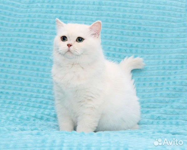 Британская шиншилла