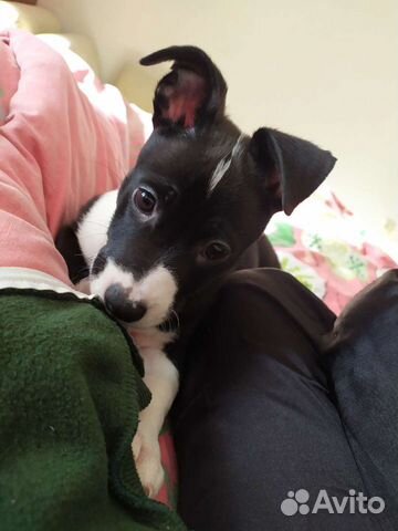 Собака в добрые руки щенок