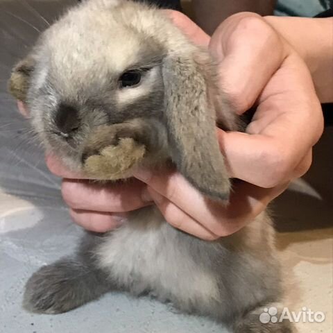 Декоративный кролик