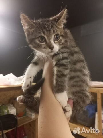 Котеночек ищет семью