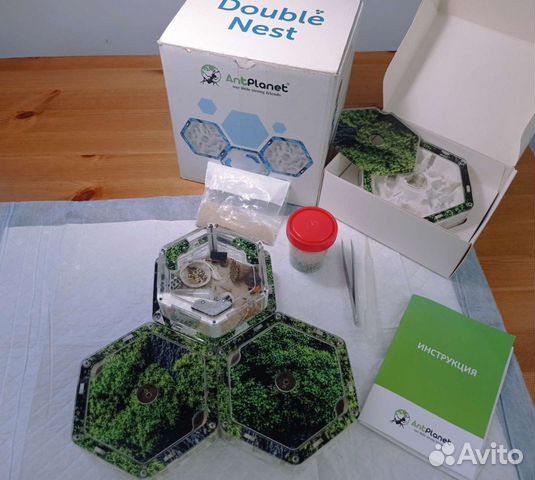 Формикарий с муравьями AntPlanet