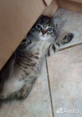 Котенок в добрые руки