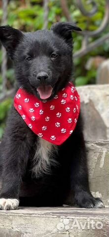 Щенок 1,5-2 м мальчик