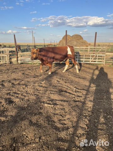 Бык на племя