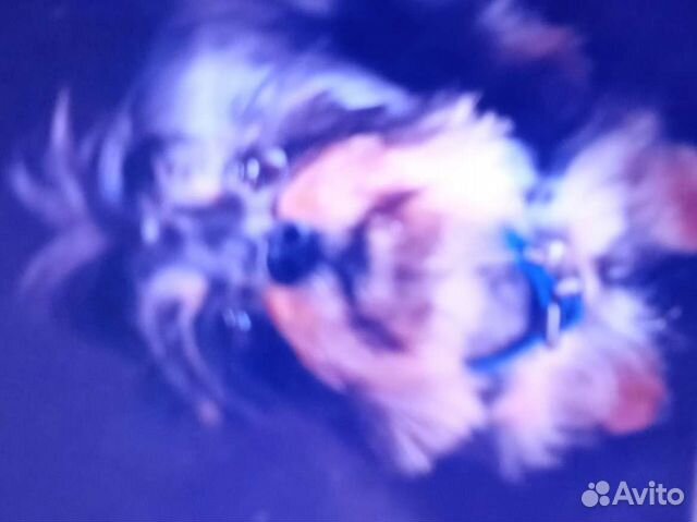 Собаки, щенки йорк