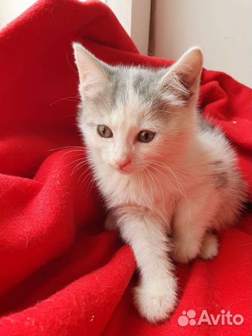 Джессика Шаболовская