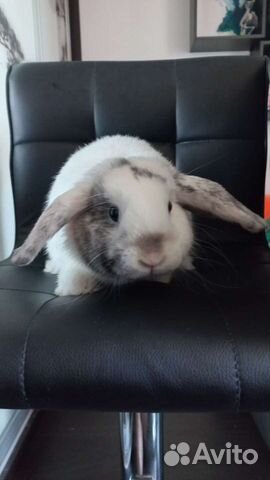 Кролик баран вислоухий