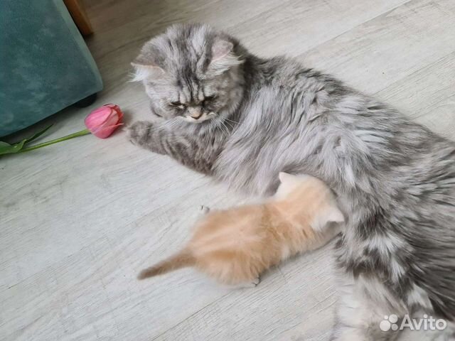 Котята шотланские вислоухие