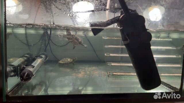 Красноухая черепаха с аквариумом