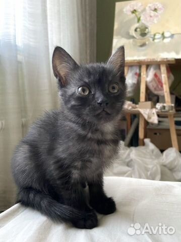 Котёнок охотник